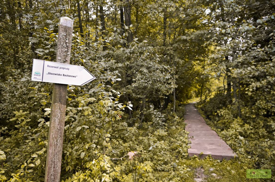 Głazowisko Bachanowo nad Czarną Hańczą: atrakcje, mapa