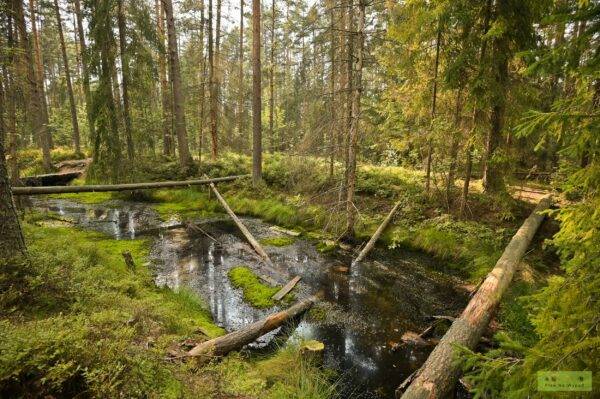 Bór na Czerwonem: łatwy szlak, punkt widokowy, mapa atrakcji