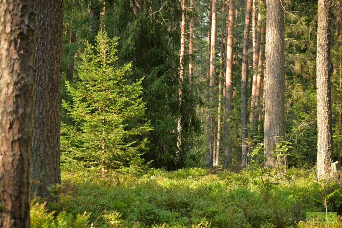 Bór na Czerwonem: łatwy szlak, punkt widokowy, mapa atrakcji