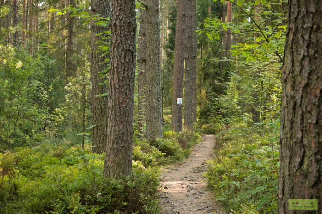 Bór na Czerwonem: łatwy szlak, punkt widokowy, mapa atrakcji