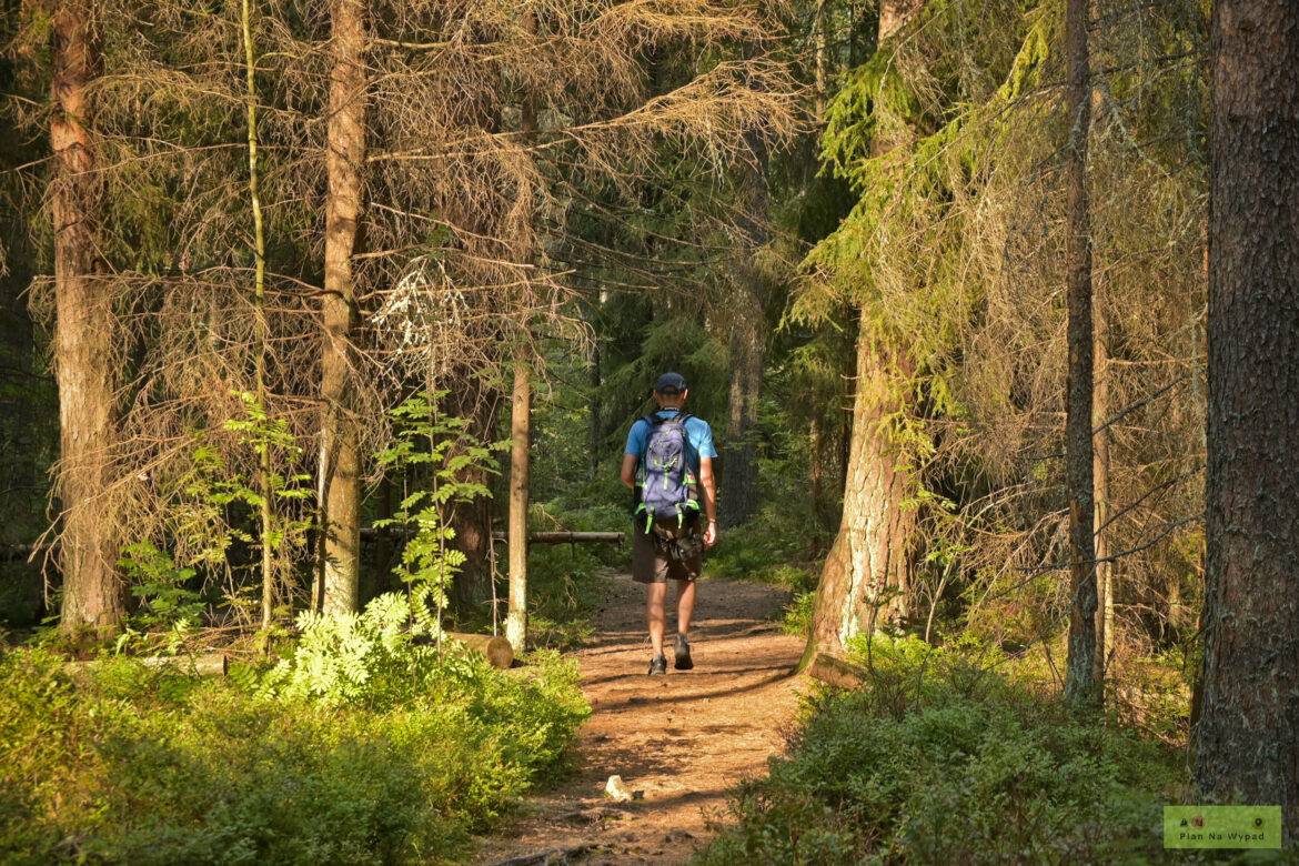 Bór na Czerwonem: łatwy szlak, punkt widokowy, mapa atrakcji