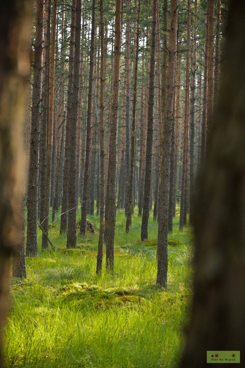 Bór na Czerwonem: łatwy szlak, punkt widokowy, mapa atrakcji