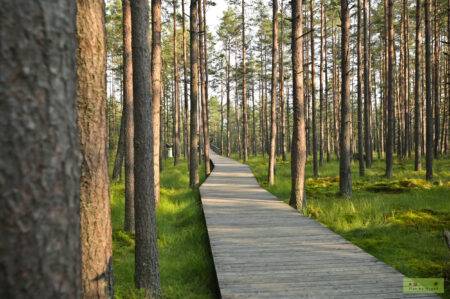 Bór na Czerwonem: łatwy szlak, punkt widokowy, mapa atrakcji