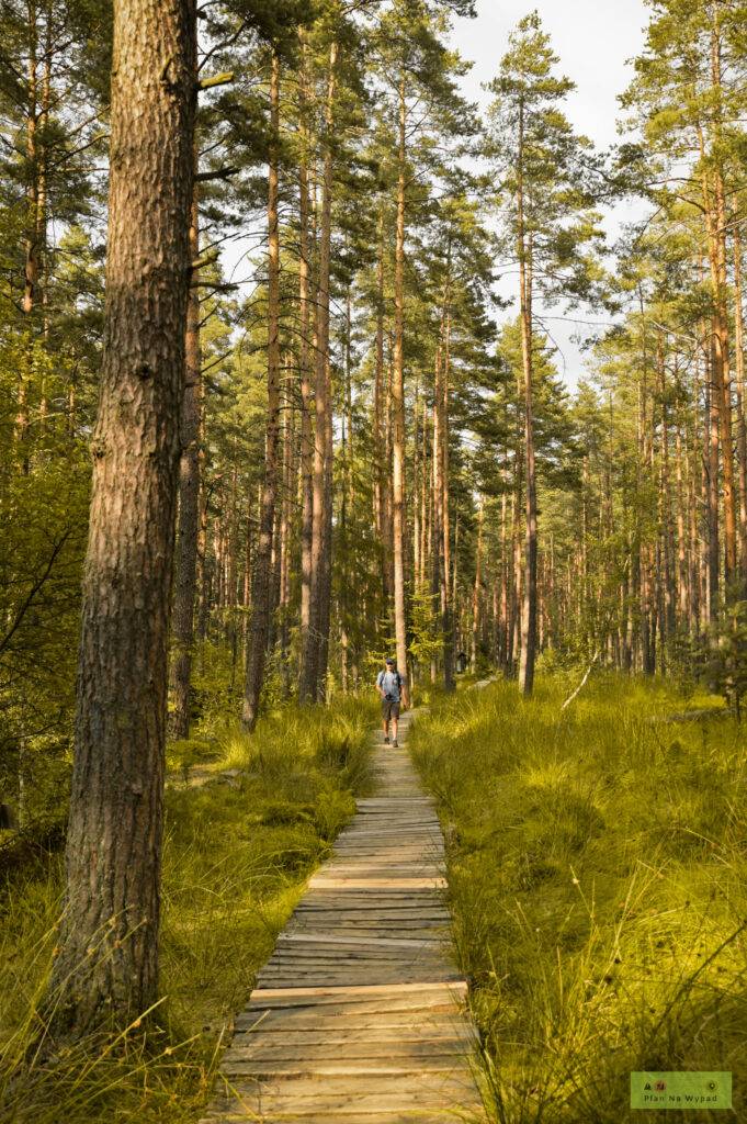 Bór na Czerwonem: łatwy szlak, punkt widokowy, mapa atrakcji