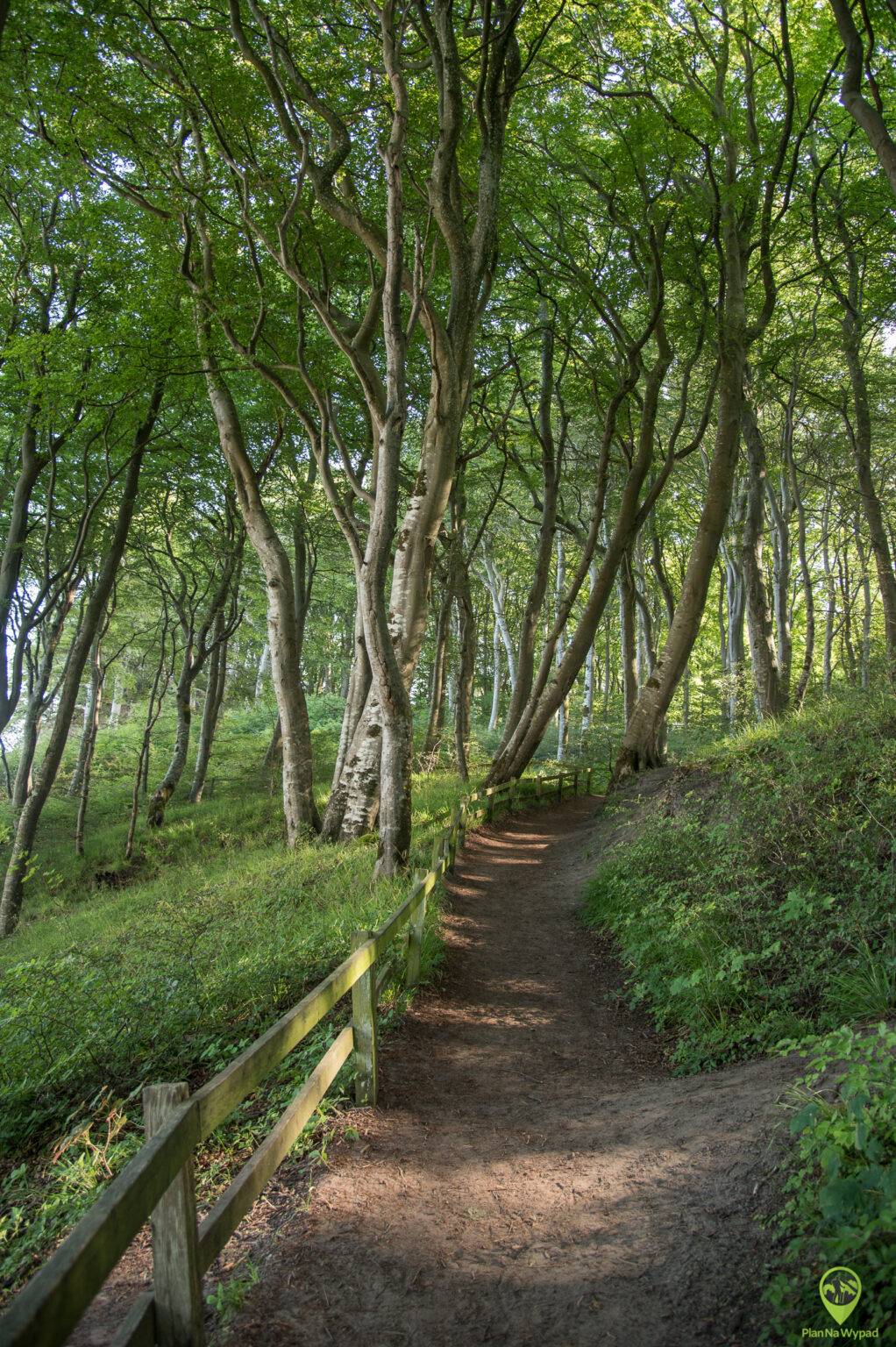 Møns Klint: największe klify Bałtyku, zwiedzanie atrakcji Danii