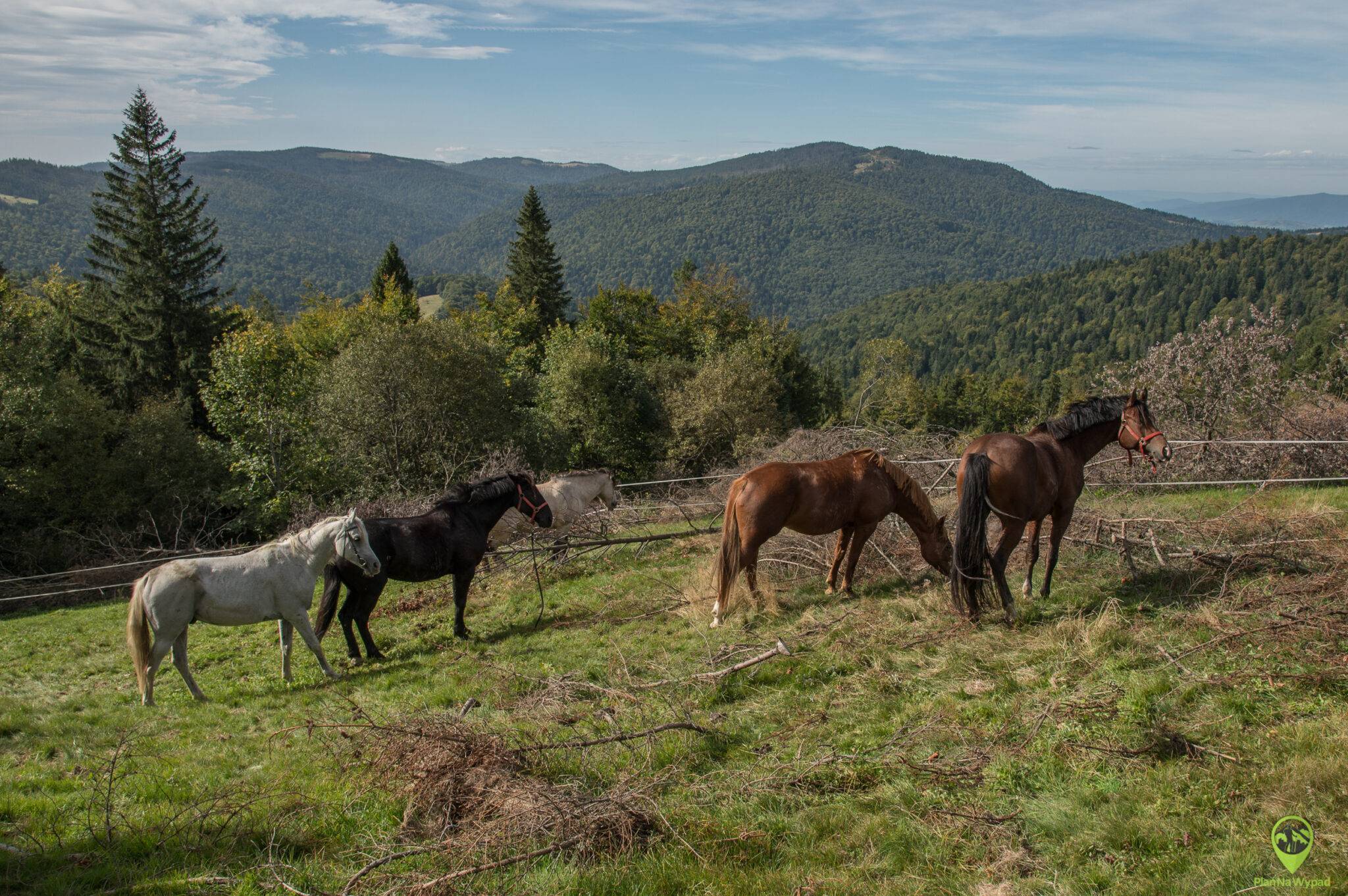 Szlak na Gorc: wieża widokowa, trasa w pętli, ile się idzie?