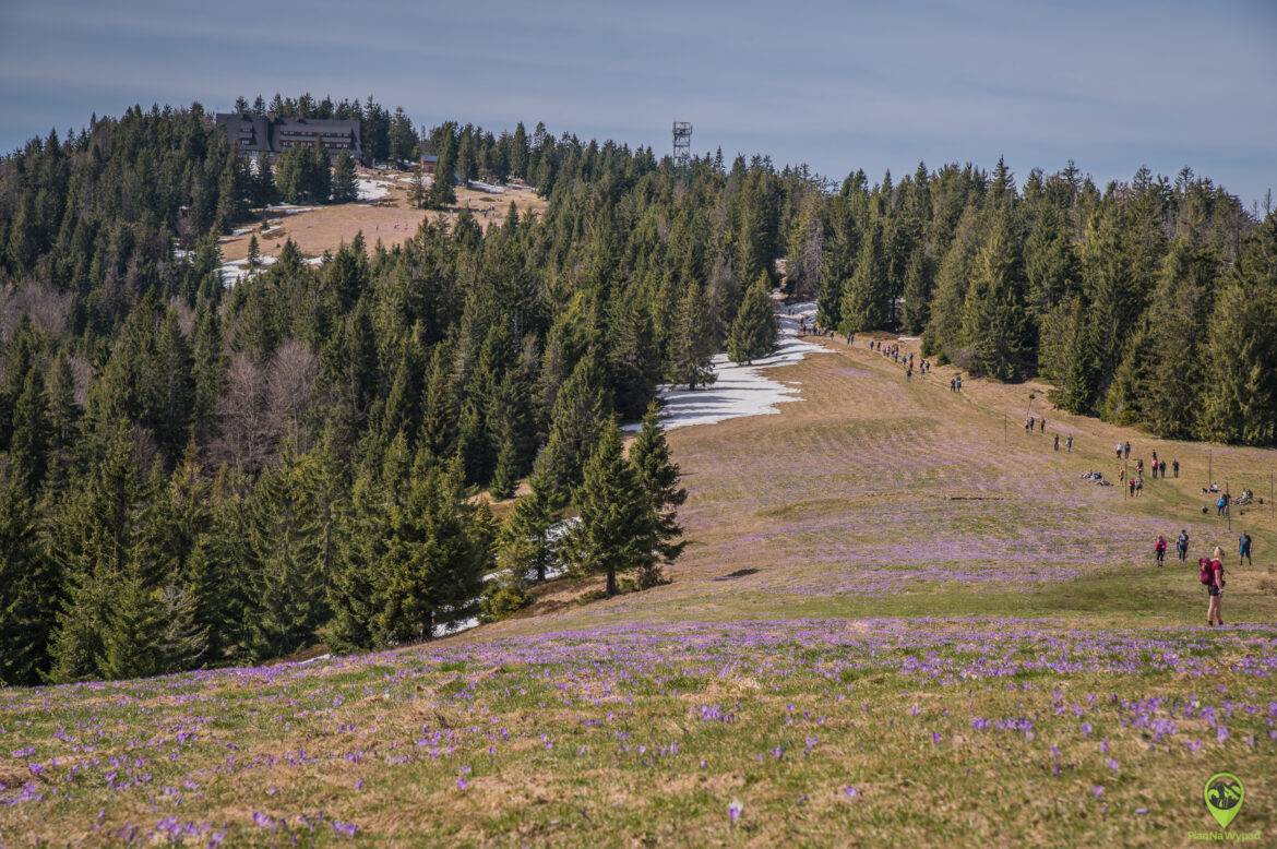 Turbacz szlaki: TOP 3 trasy, skąd wejść, ile się idzie? Mapa