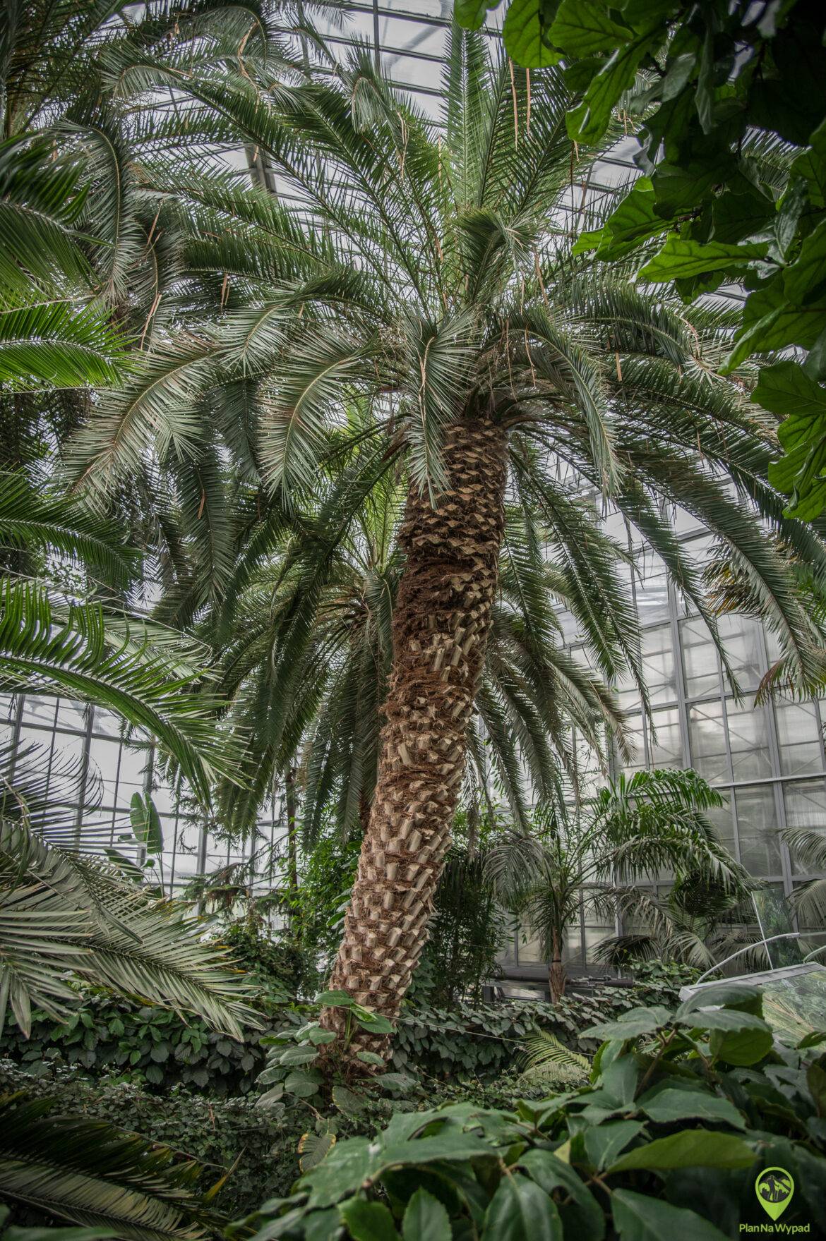 Palmiarnia Gliwice - czas zwiedzania, zwierzęta, cennik biletów