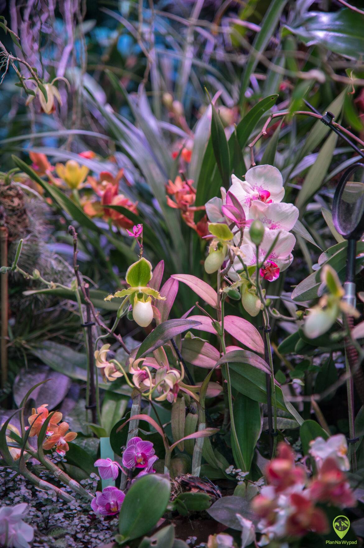 Palmiarnia Gliwice - czas zwiedzania, zwierzęta, cennik biletów