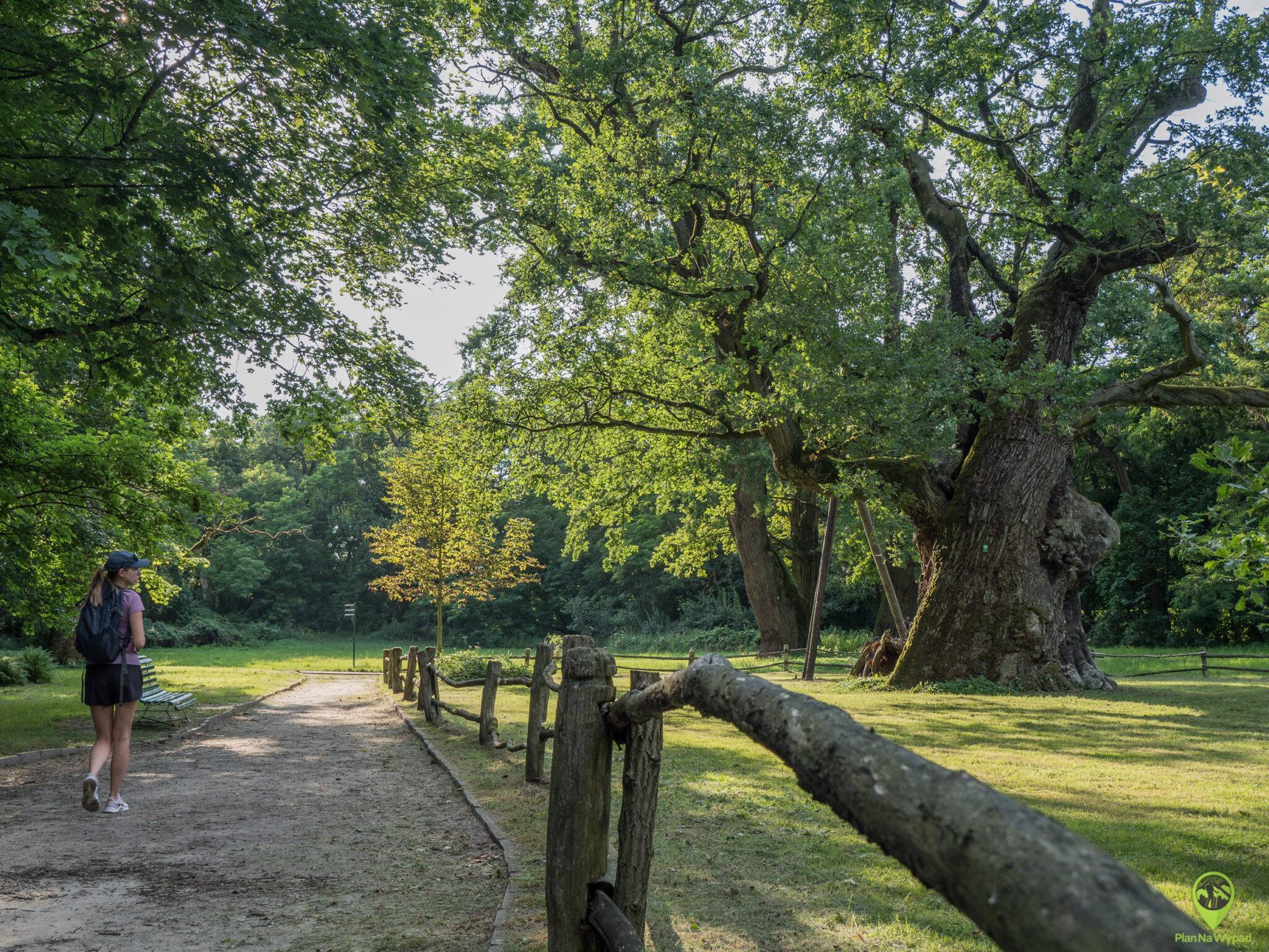 Rogalin: zwiedzanie pałacu, dęby rogalińskie, mapa atrakcji