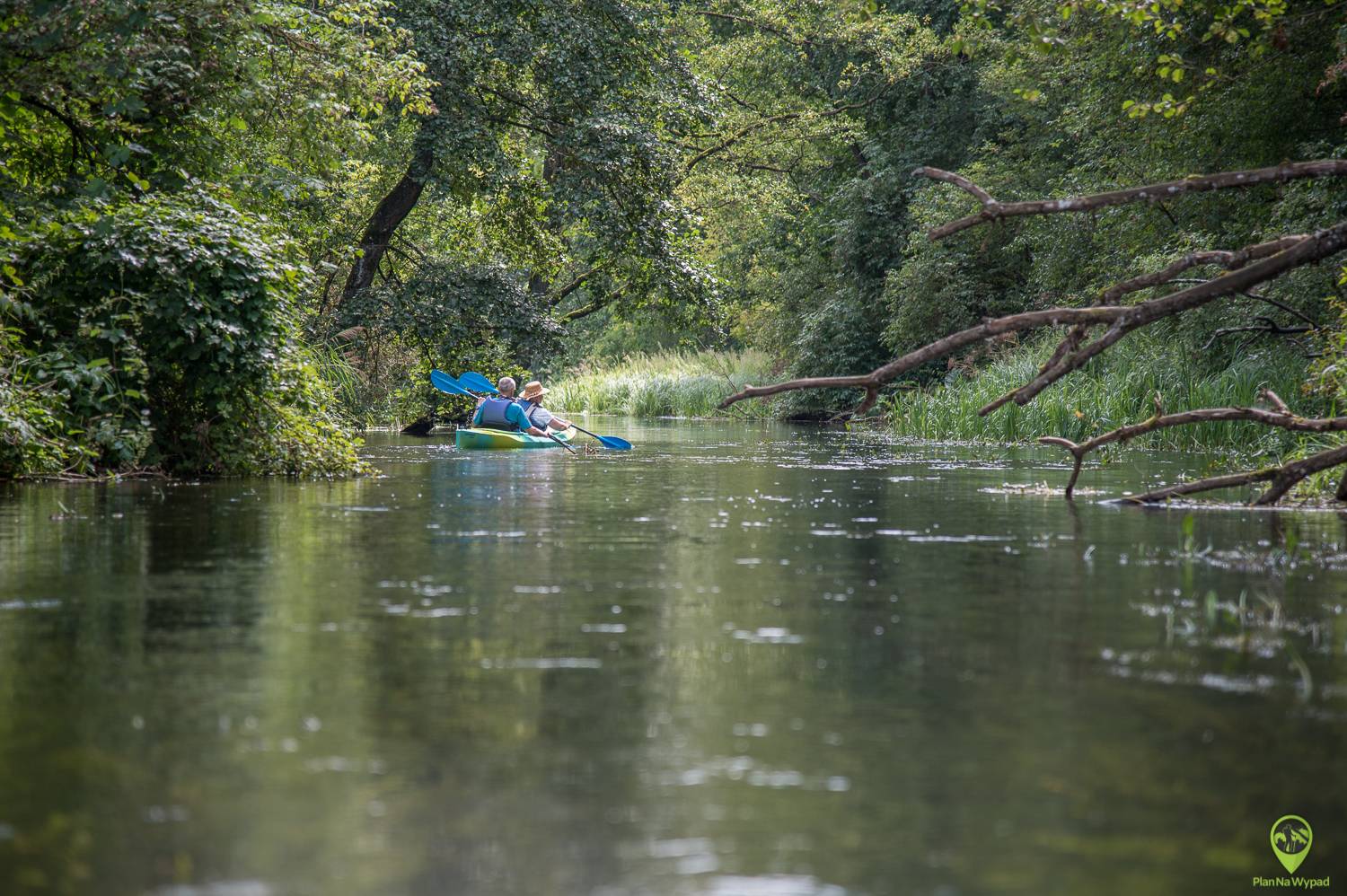 Rospuda: najciekawszy szlak kajakowy na jednodniowy spływ